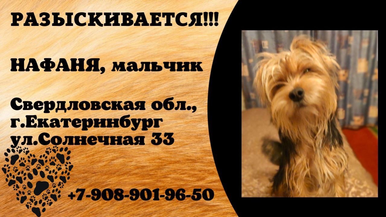 Пропала собака! НАФАНЯ, мальчик. Свердловская обл., г.Екатеринбург.