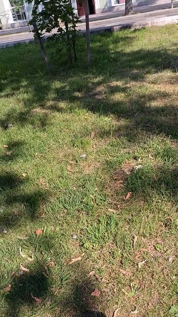 №530	Комсомольский проспект. 15 августа 2025 г., 15:18:40 VID_20250815_151829016