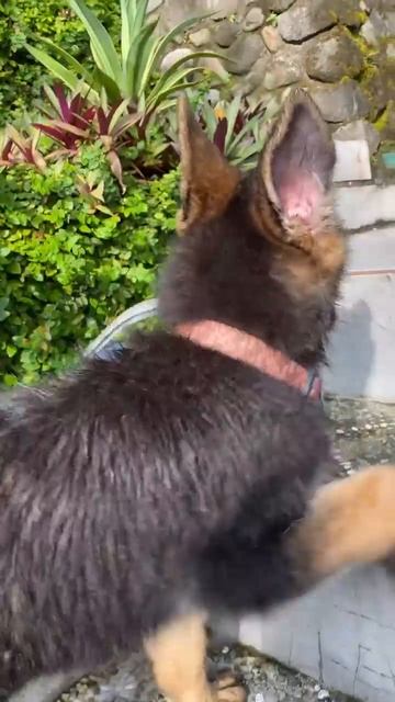 Тренировка целеустремленности у щенка