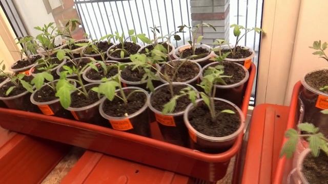 Обзор рассады томатов 17 марта. Условия выращивания. Подсветка, полив, рыхление.