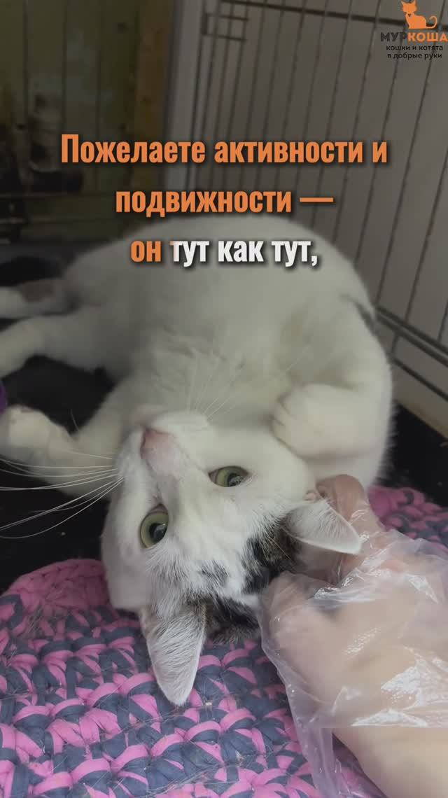 Листопад ждёт вас в приюте #Муркоша