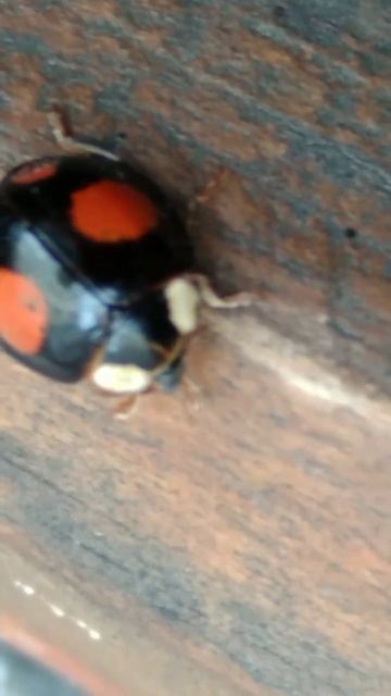 vk_божья коровка