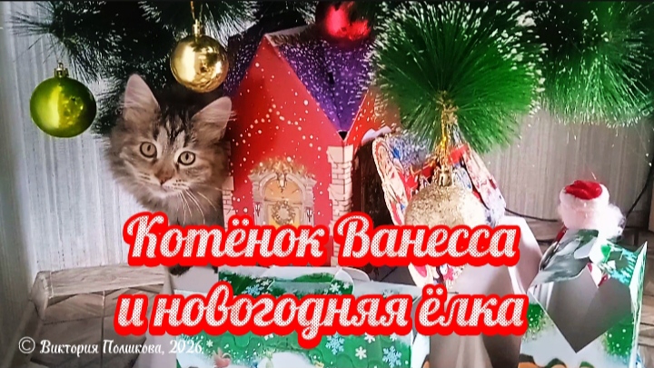 Котёнок Ванесса и новогодняя ёлка