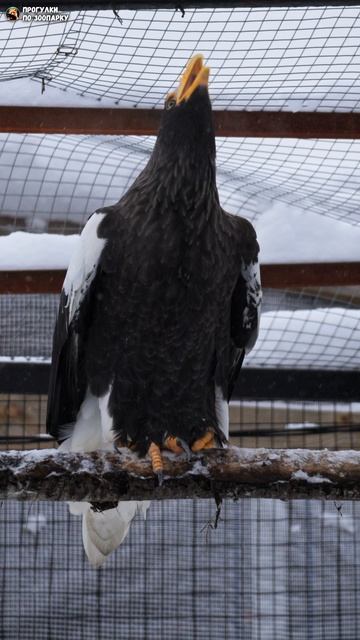 Белоплечий орлан. Ленинградский зоопарк