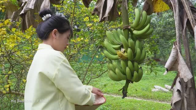 Собираю бананы и цукини и продаю на местном рынке. Работаю в огороде. Нхат. Жизнь во Вьетнаме