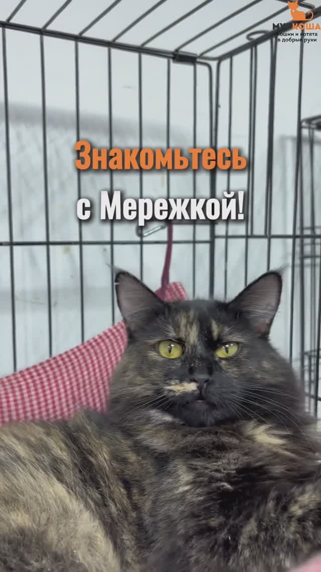 Мережка ждёт вас в приюте #Муркоша