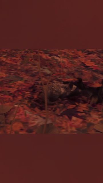 Детеныши Тануки играют - Assassin Creed Shadows