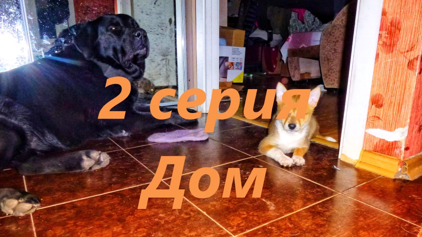 История одной НЕСОБАКИ. 2 серия. Дом
