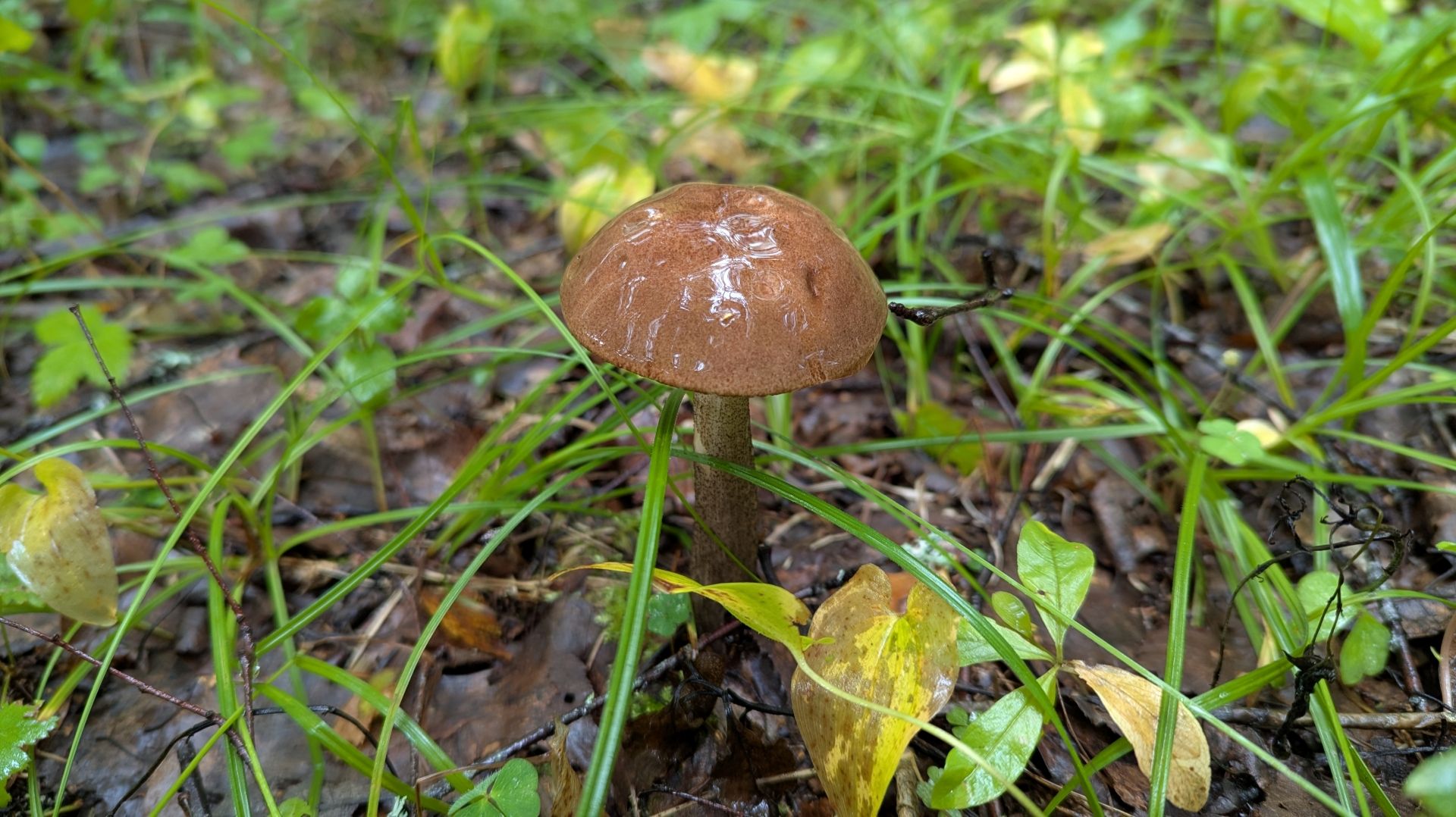 Подберёзовик обыкновенный (Leccinum scabrum). Как выглядит гриб на месте произрастания.