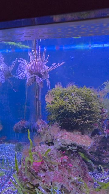 Красивая рыба в аквариуме | Beautiful fish in the aquarium