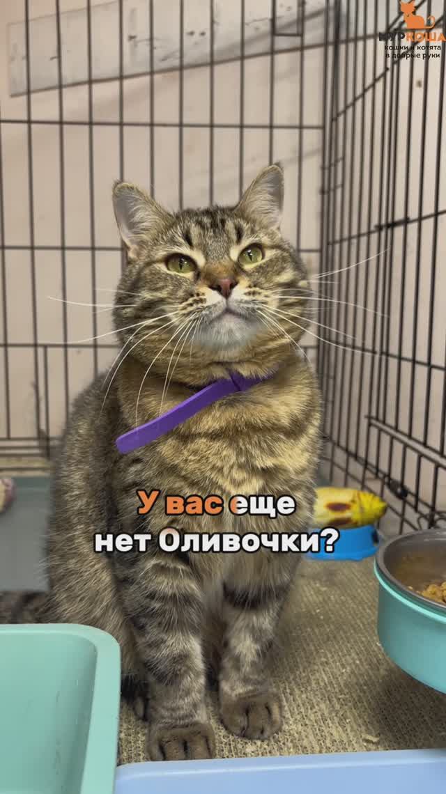 Оливочка ждёт вас в приюте #Муркоша