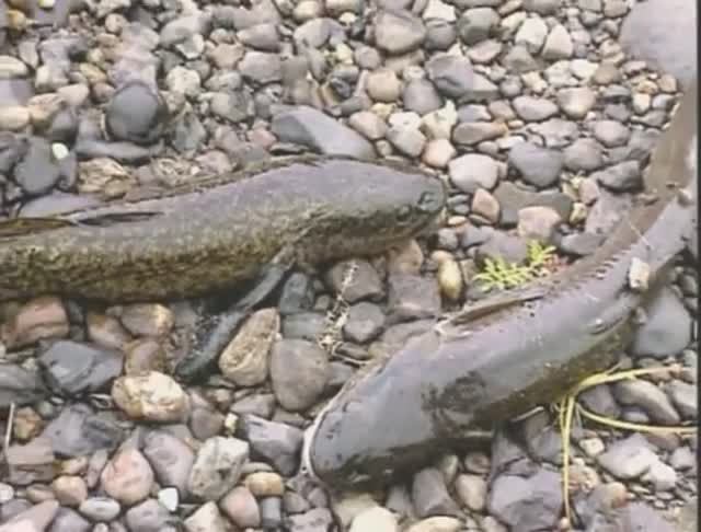 Почему отличаются по окраске, обитающие в реке Енисей, экземпляры Обыкновенного налима — Lota lota ?