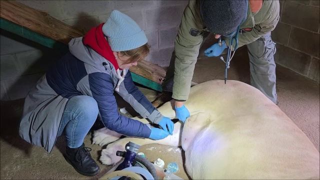 Ветеринарный врач Московского зоопарка провёл операции хищникам в запорожском сафари-парке 🦁