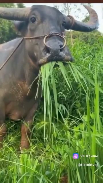 vkclips_20260101032652