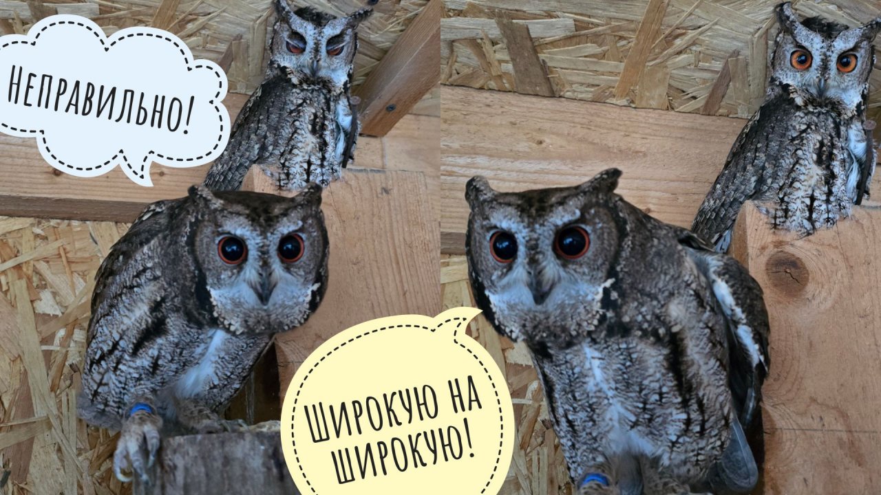 Построили домик цветочковым совам! Это на Новый Год! - смотреть видео ...