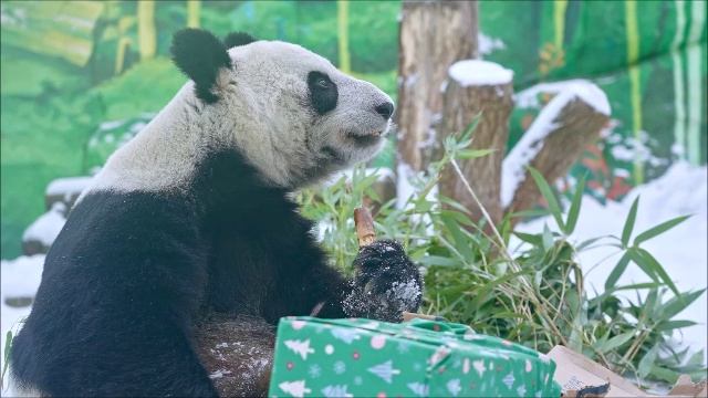 Диндин и подарок!