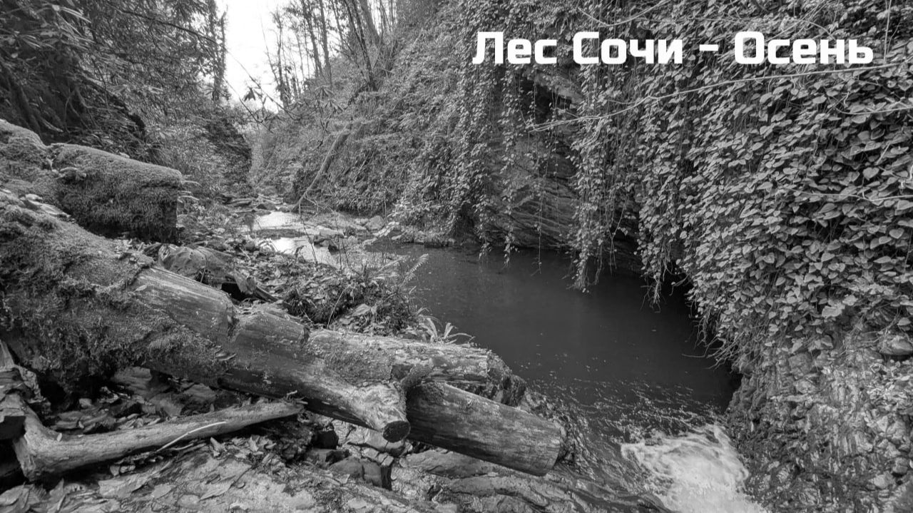 Лес в последний день осени