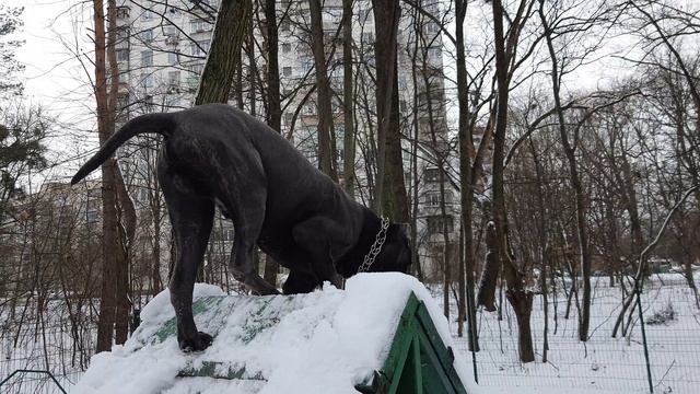 Сгоняю жирок кане-корсо Зевсу! 02.01.2026 г.