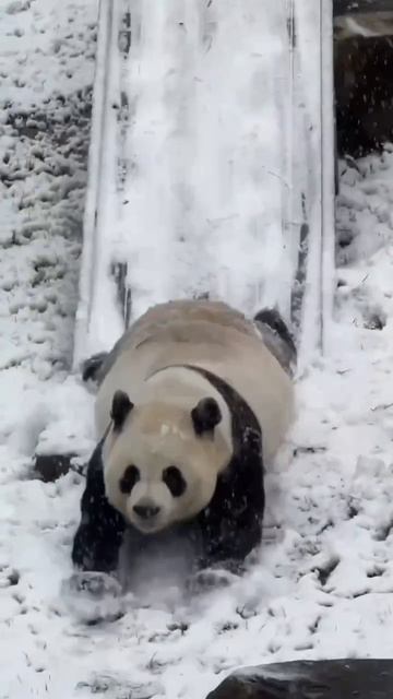 В китайском зоопарке панда радуется первому снегу