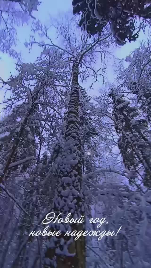 "Лукас в новогоднем лесу" ❥ Приют в Малинках