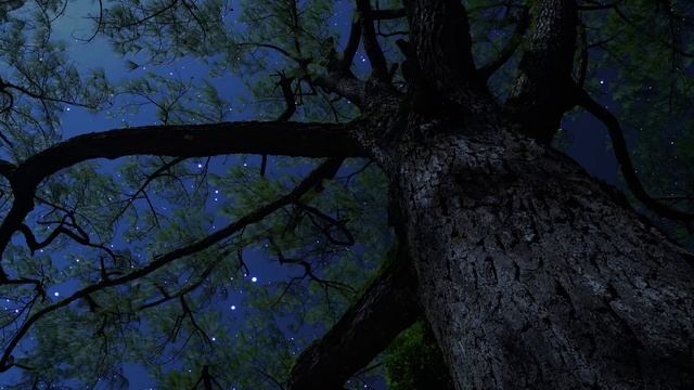 Сверчки и сова под звездным небом 🌌 Легкий ветерок в деревьях — для глубокого сна и расслабления