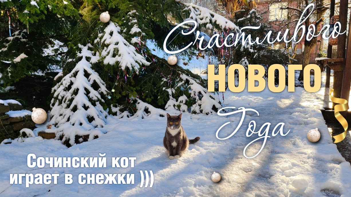 Сочинский кот играет в снежки)))