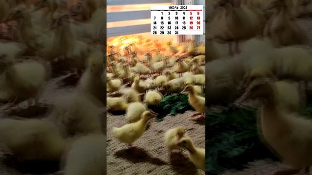 Документы говорят - 52. ДУША сомневается! 😅🎂