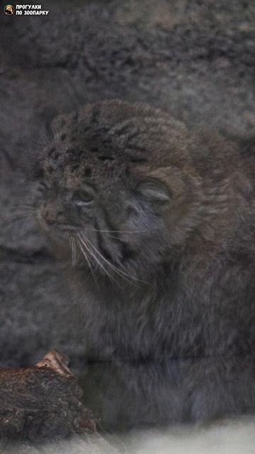 Манул Свэн в сумерках. Ленинградский зоопарк