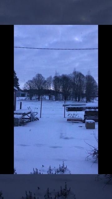 Ленобласть. Хвойное. 02.01.2026. Зимнее утро в деревне. Потеплело с -23 до -12