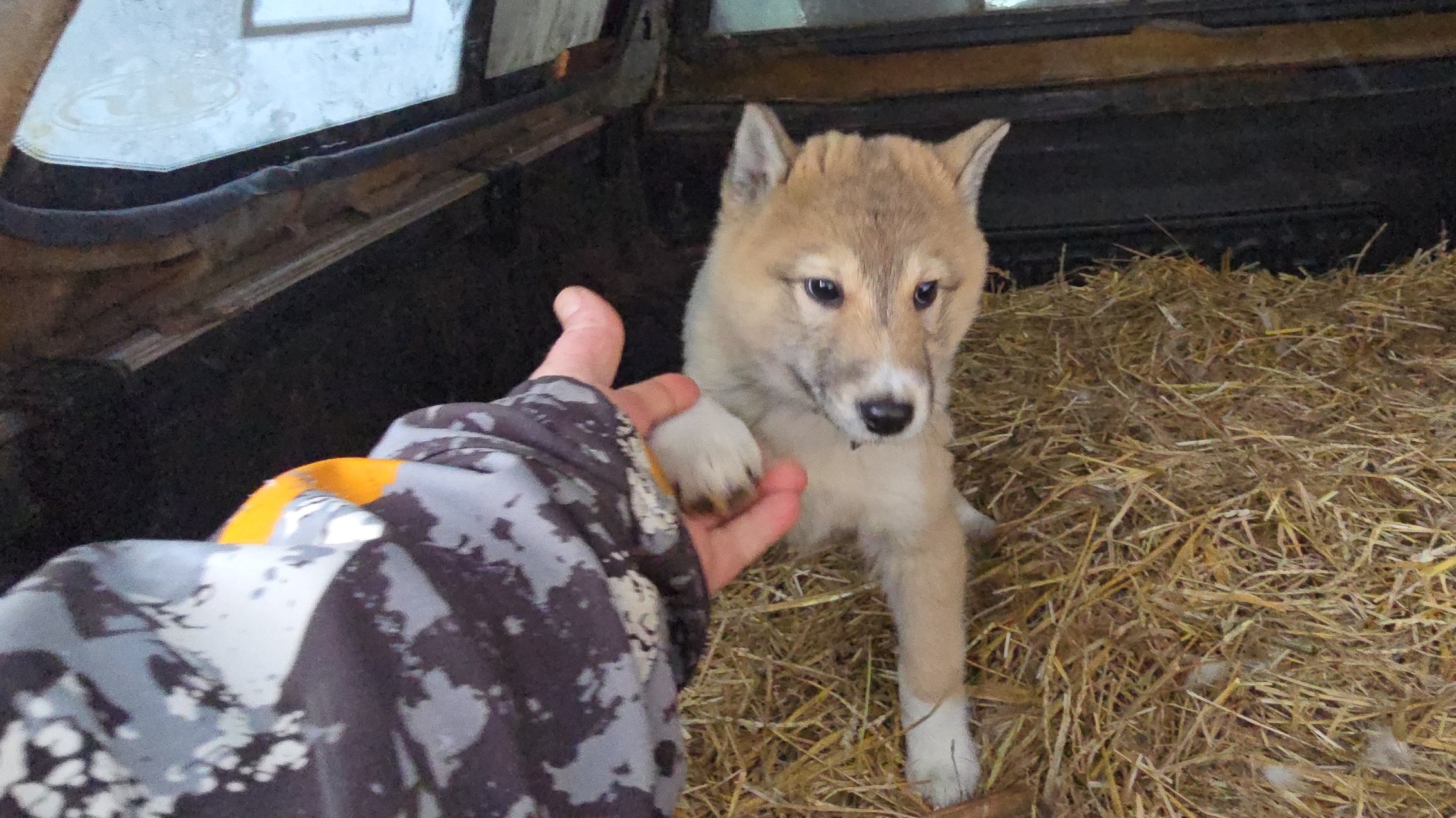 Щенок Чекан уехал