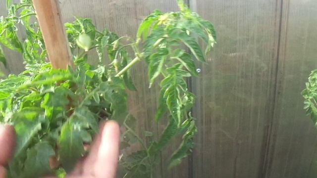 ПОРАЗИТЕЛЬНАЯ ВЫНОСЛИВОСТЬ СИБИРСКОГО ТОМАТА ПЕТРУША ОГОРОДНИК! 2018 год.