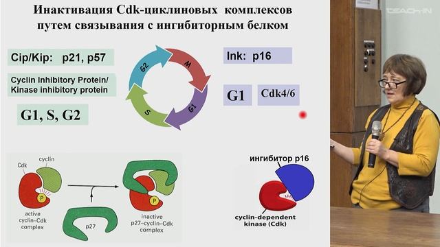 Кисурина О.П. - Клеточная биология - 15. Мейоз. Регуляция клеточного цикла и сигнализация