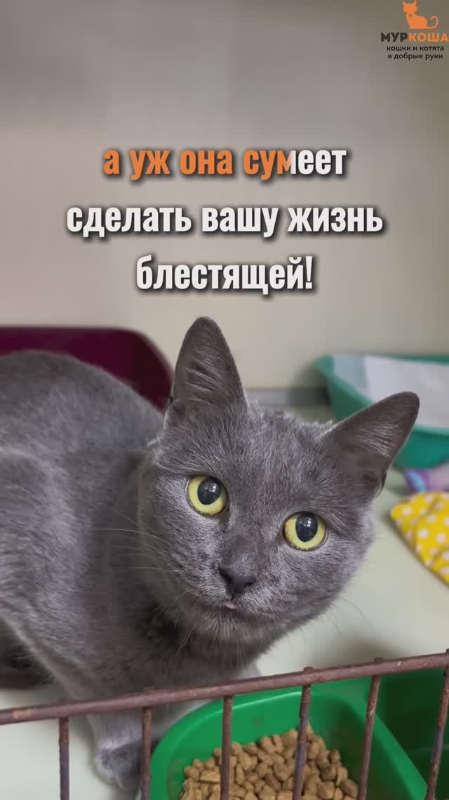 Беллатрикс ждёт вас в приюте #Муркоша