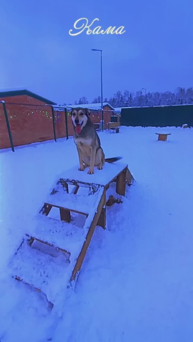 "Приманивая звёздочку..." ❥ Приют в Малинках
