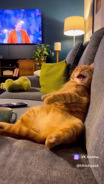 vkclips_20260101034518