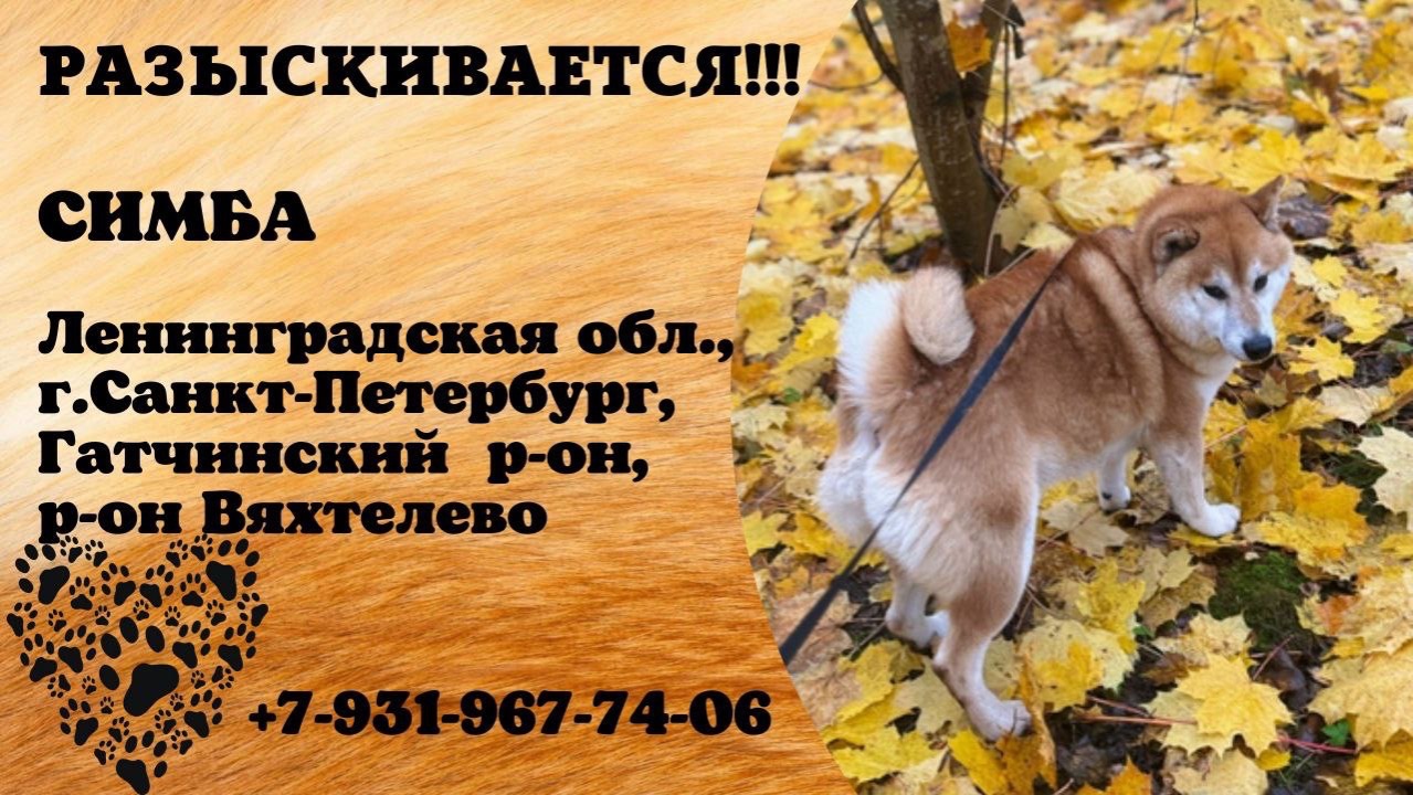 Пропала собака! СИМБА. Ленинградская обл., г.Санкт-Петербург.