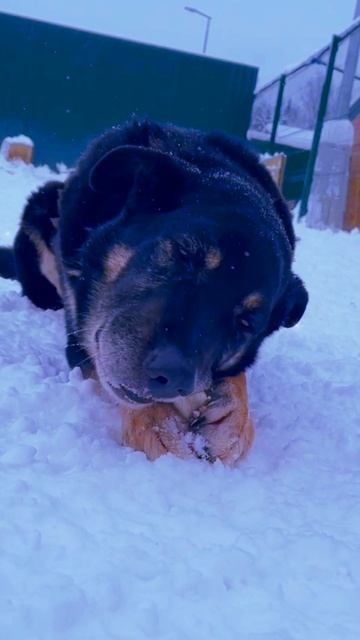 "Есть счастье во Вселенной!" ❥ Приют в Малинках