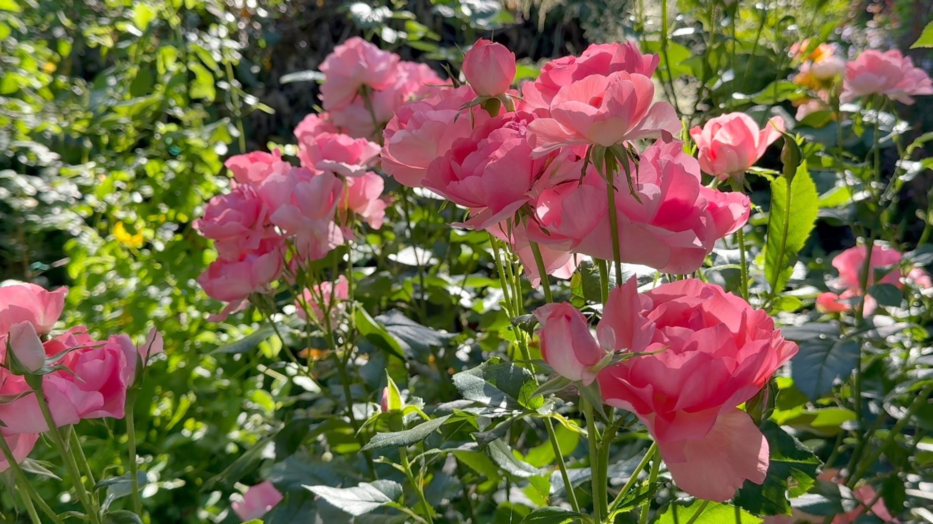 Июль в Саду 20 июля 2025 часть 1