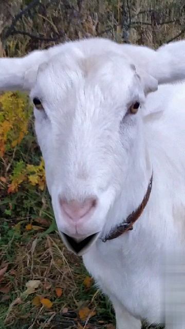 Говорящая коза