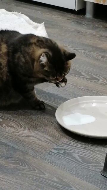 А где ложка? Кошки тоже люди.