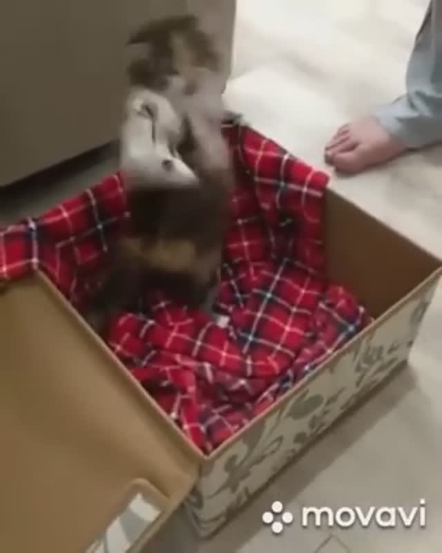 Котёнок учится Злиться.