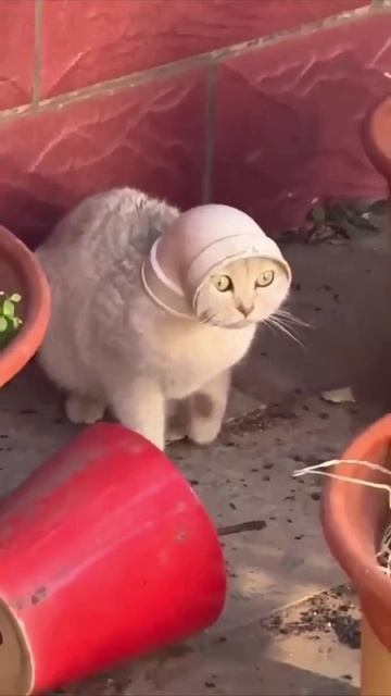 Кот надел броню