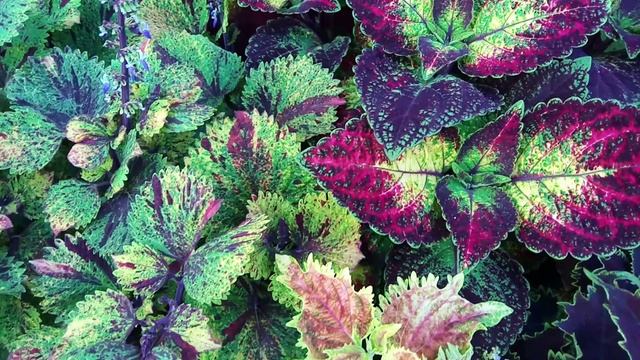 Колеусы - главное. Часть 3. Болезни и вредители