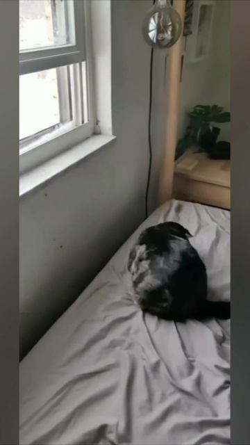 Смешные коты #101-6