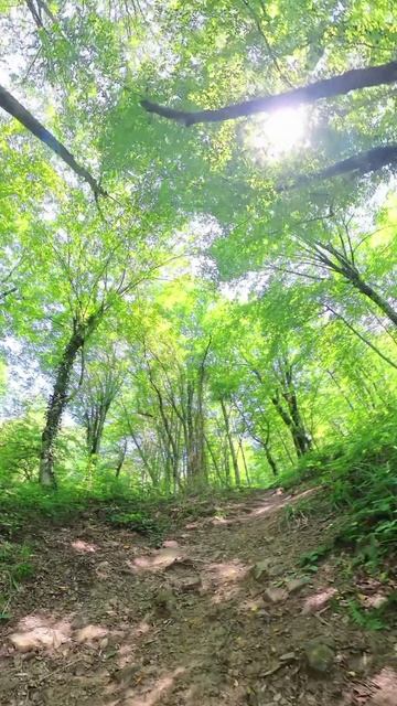 Свирское ущелье. Лазаревское. Сочи. Август 2025. INSTA360 X5. Ч26.