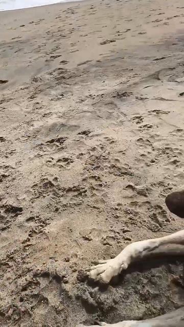 Мои собачки на пляже- самые близкие друзья. есть не просят, просто хотят быть рядом.