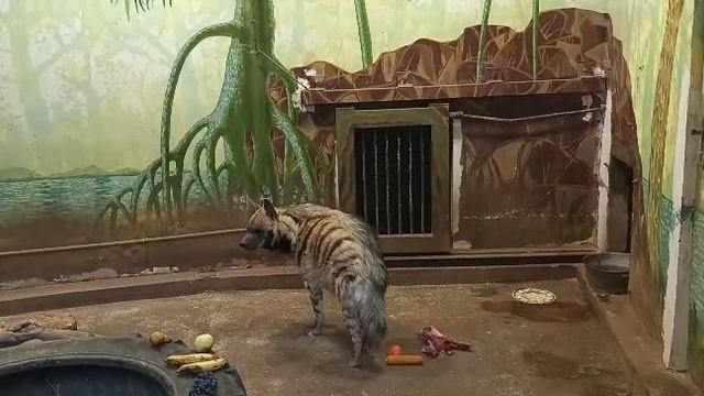 GVBX1486   02 02 2026 Видео от опекуна Светланы