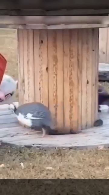 Какая-то странная охота