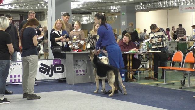 Бойкая Стая Волшебница