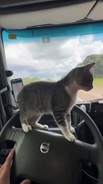 Слышь, дай порулить